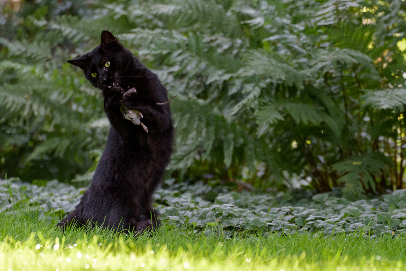 Meine Maus Foto & Bild | natur, katze, kater Bilder auf fotocommunity
