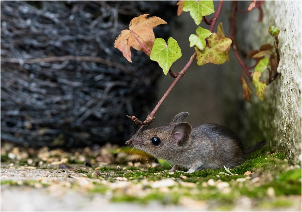 Meine Maus.... Foto & Bild | tiere, wildlife, säugetiere Bilder auf ...