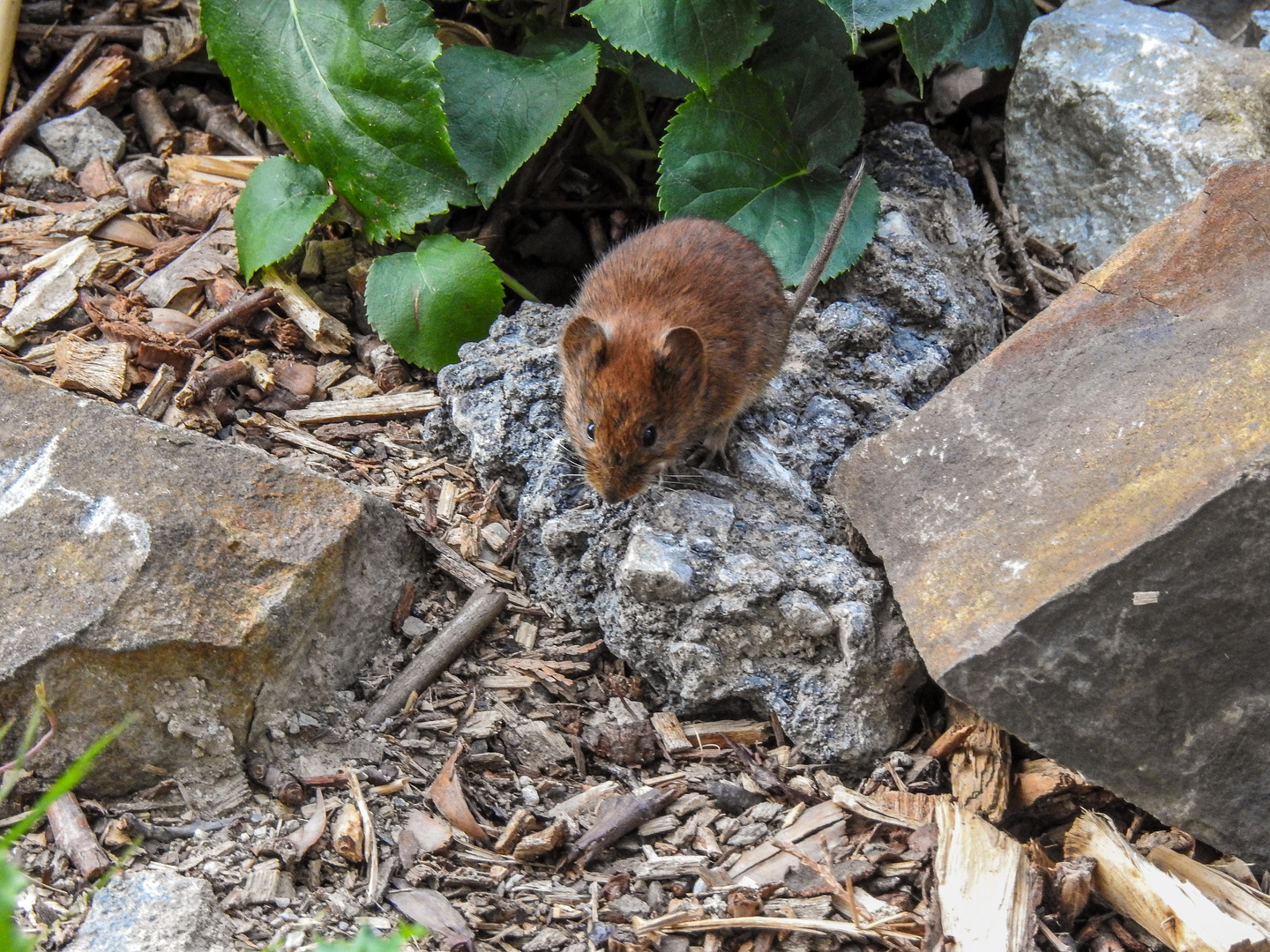 Meine Mausi... Foto & Bild | tiere, wildlife, säugetiere Bilder auf ...
