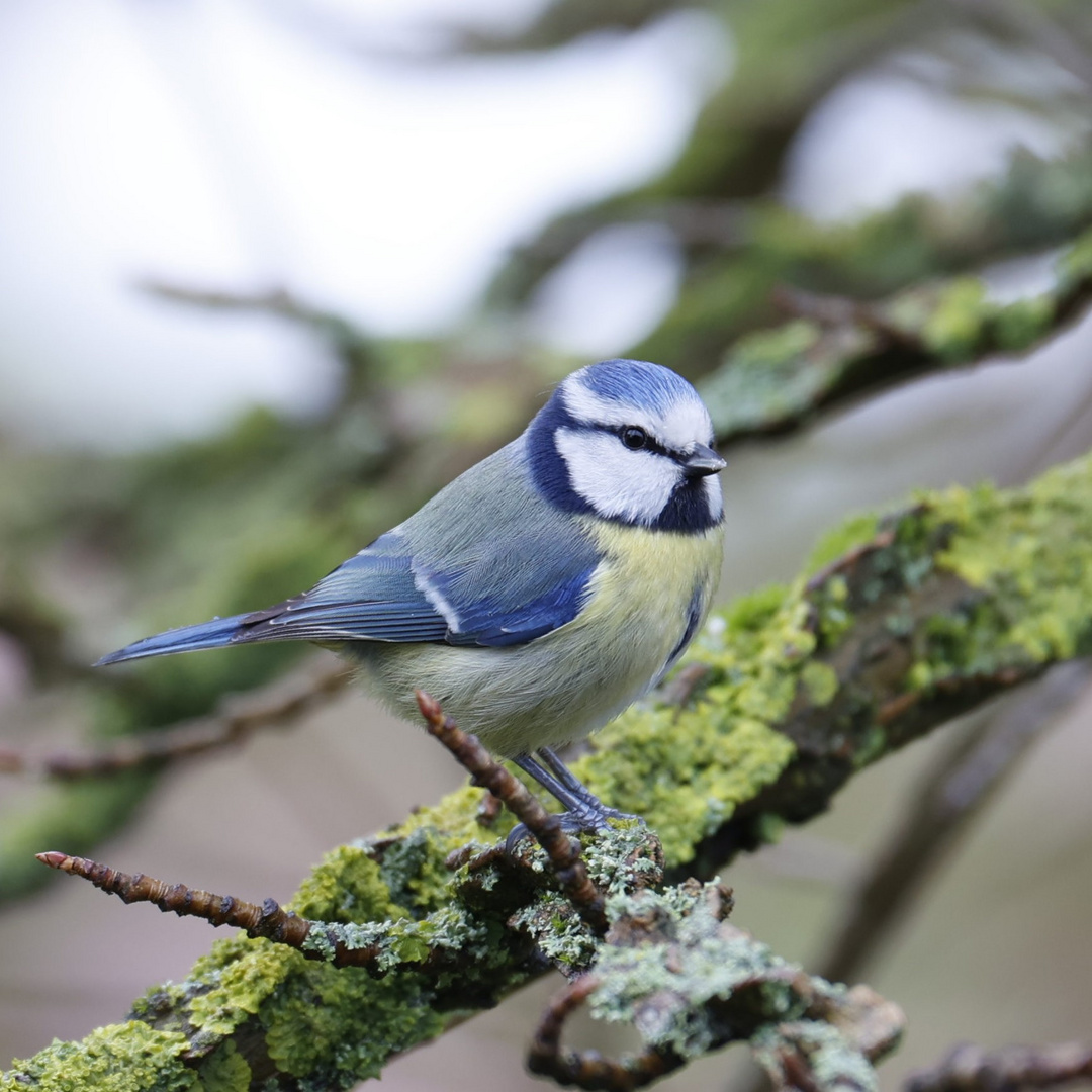 meine meise Foto & Bild | natur, tiere, vögel Bilder auf fotocommunity