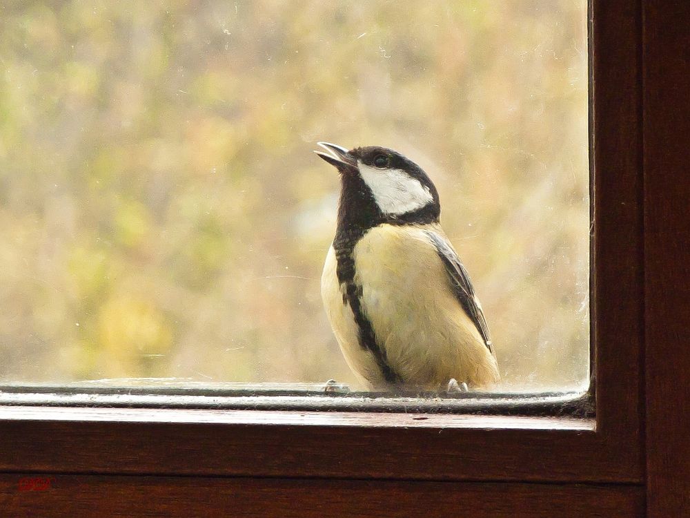 Meine Meise Foto & Bild | tiere, wildlife, wild lebende vögel Bilder ...