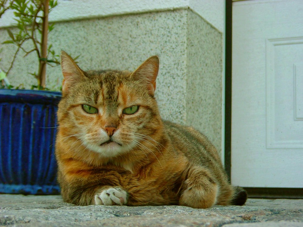 Meine Mimmi beim Chillen ^^ Foto & Bild | tiere, haustiere, katzen ...