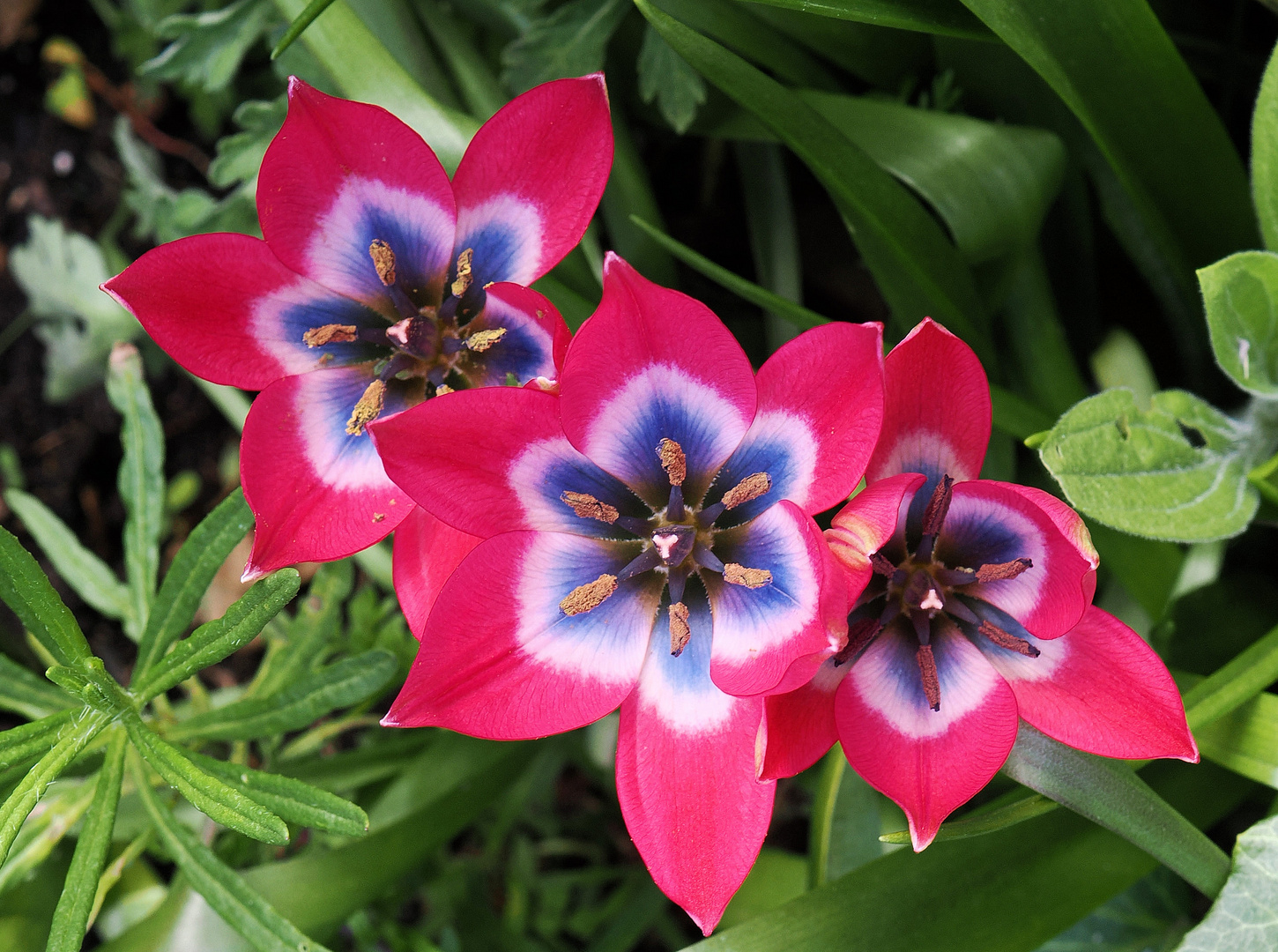 Meine mini Tulpen … Foto & Bild | tulpen, natur, blumen Bilder auf fotocommunity