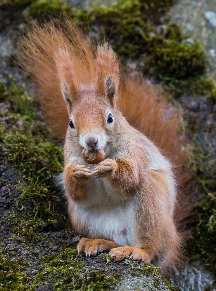 Meine Nuss !! Foto & Bild | tiere, wildlife, säugetiere Bilder auf ...