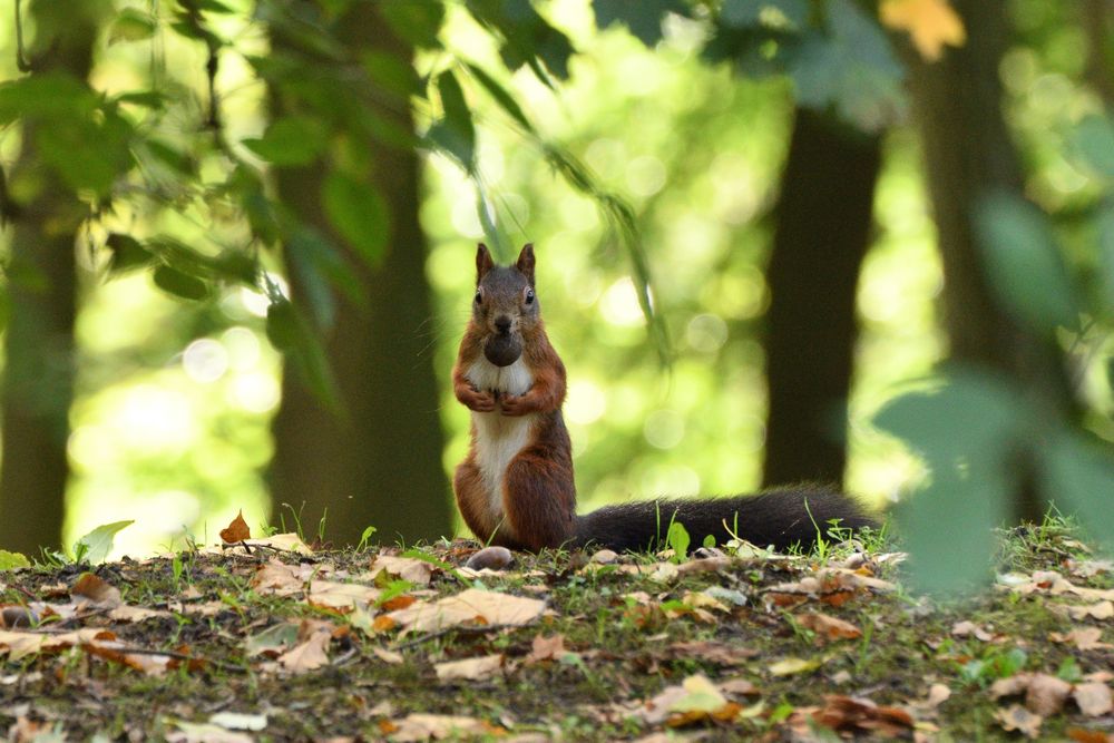 Meine Nuss! Foto & Bild | tiere, wildlife, wildlife: sonstige tiere ...