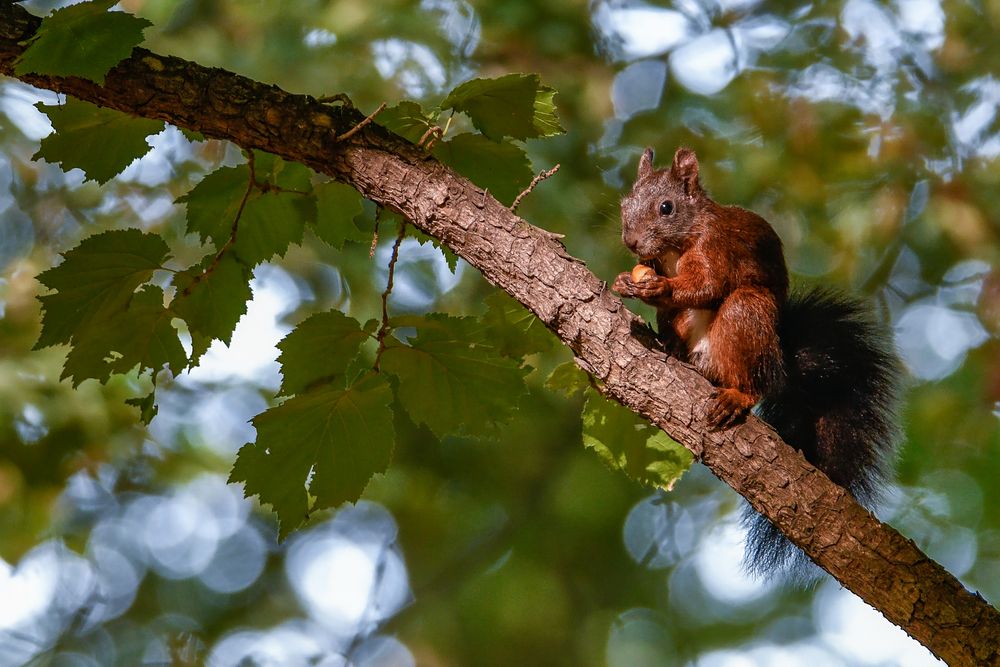 Meine Nuss Foto & Bild | tiere, wildlife, säugetiere Bilder auf ...