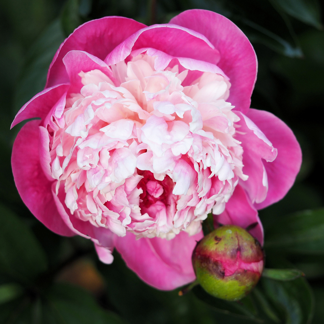 Meine Pfingsrose blüht ... Foto & Bild | natur, landschaft, blumen ...