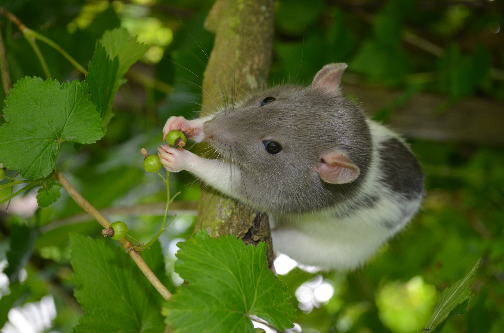 Meine Ratte Easy :) Foto & Bild | stillleben, arrangierte szenen, ratte ...