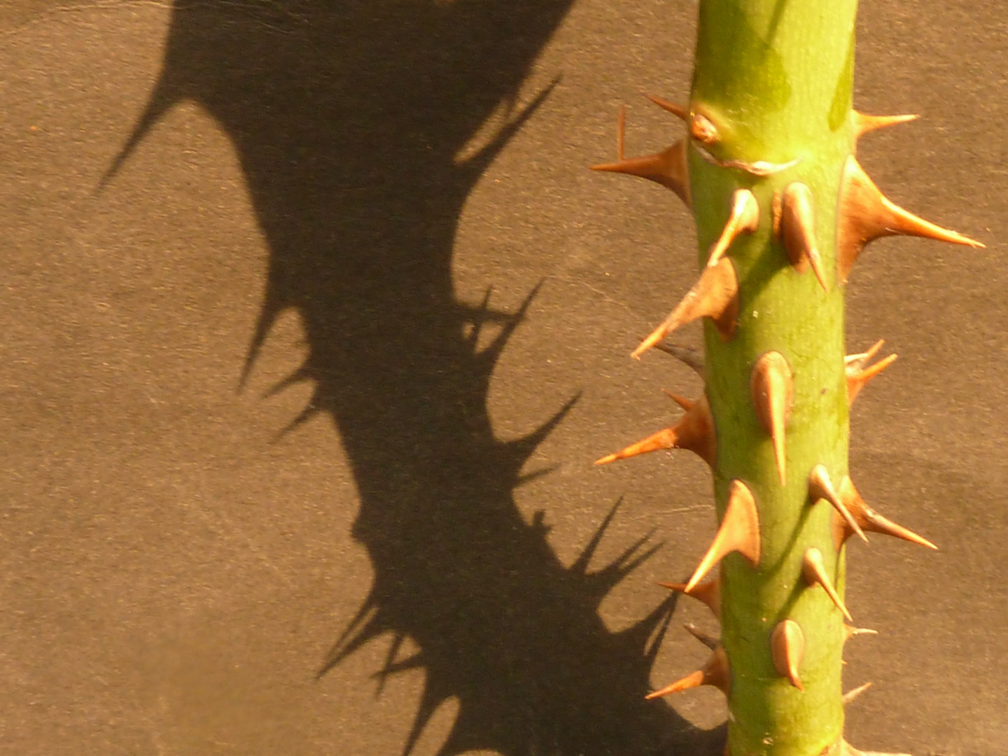 Meine Rosen haben Stacheln Foto & Bild | fotos, natur, pflanzen Bilder ...