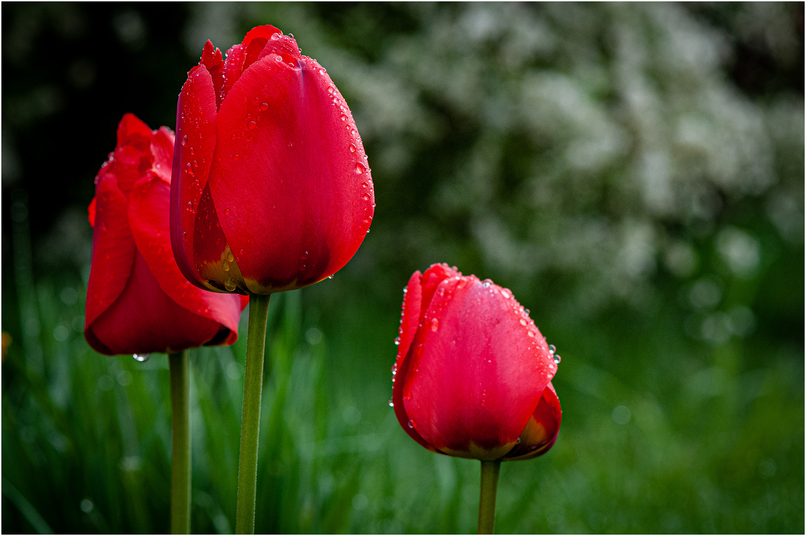 Meine roten Tulpen Foto & Bild | natur, jahreszeiten, frühling Bilder auf fotocommunity