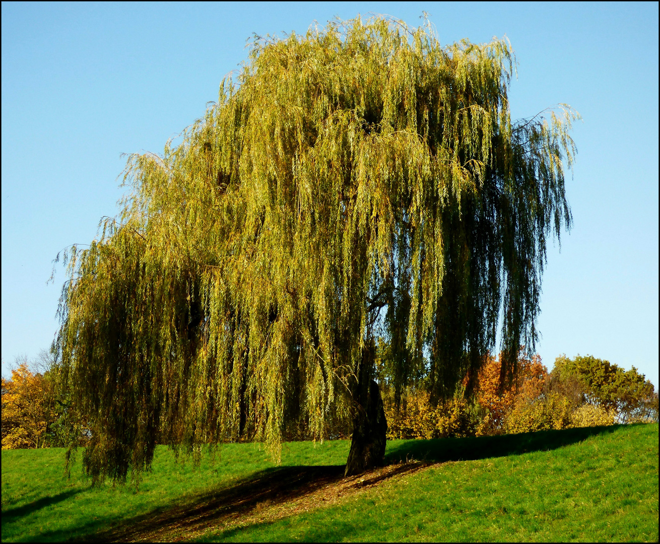 "Meine" Trauerweide - 15.11.2017 Foto & Bild | natur, pflanzen, baum ...
