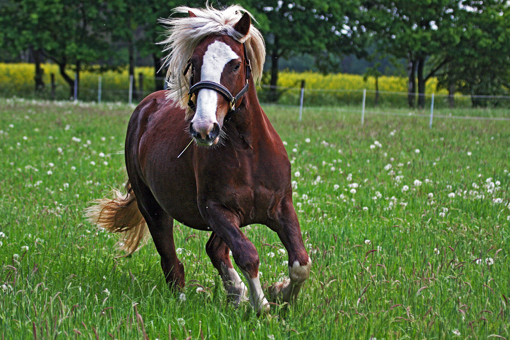 Meine zweijährige Schwarzwälder fuchs Foto & Bild | tiere, haustiere ...