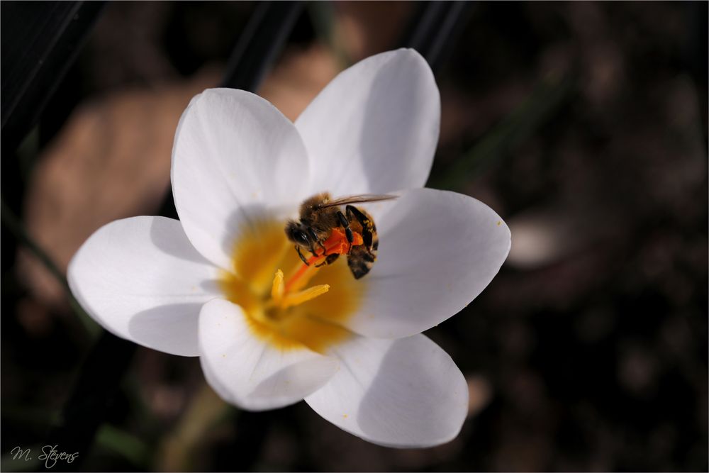 MEINS!!! Foto & Bild | natur-makros, projekte, natur-kreativ Bilder auf fotocommunity