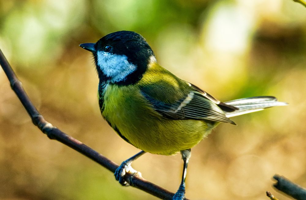 Meise Foto & Bild | tiere, wildlife, wild lebende vögel Bilder auf ...