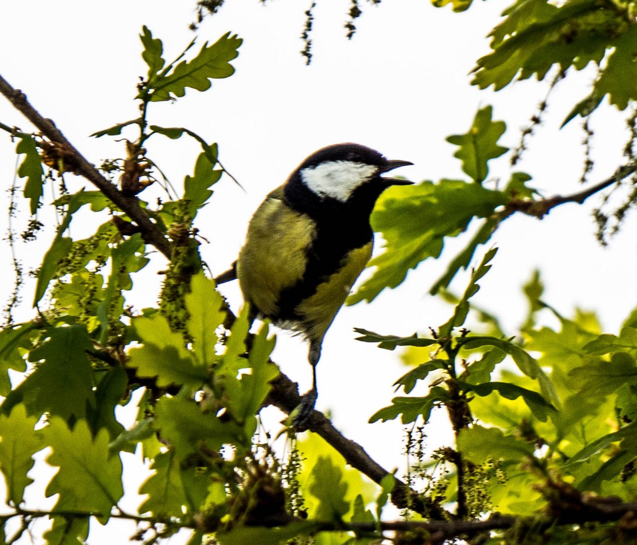 meise Foto & Bild | tiere, wildlife, wild lebende vögel Bilder auf ...