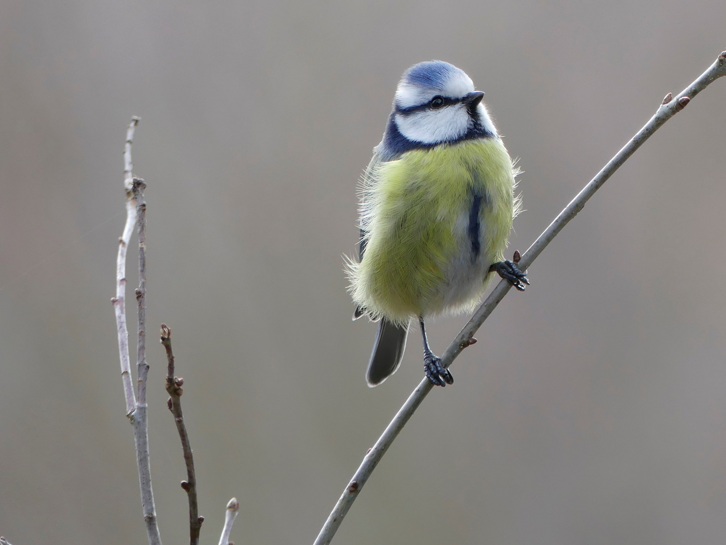 Meise Foto & Bild | tiere, wildlife, wild lebende vögel Bilder auf ...