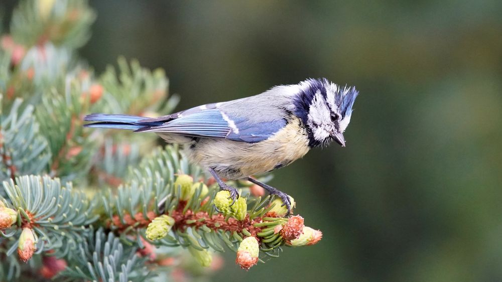 MEISE-1 Foto & Bild | tiere, wildlife, wildlife in der stadt Bilder auf ...