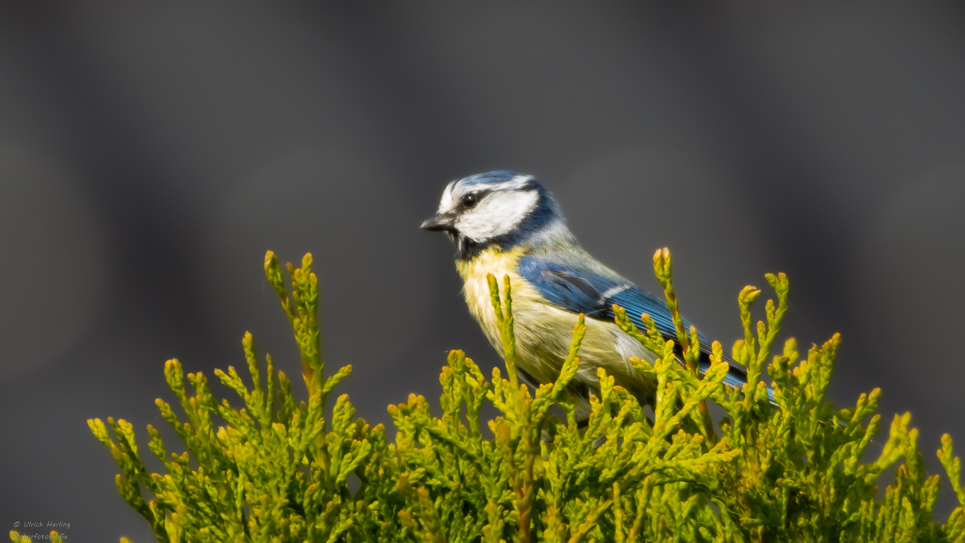 Meise-1 Foto & Bild | natur, tiere, vögel Bilder auf fotocommunity