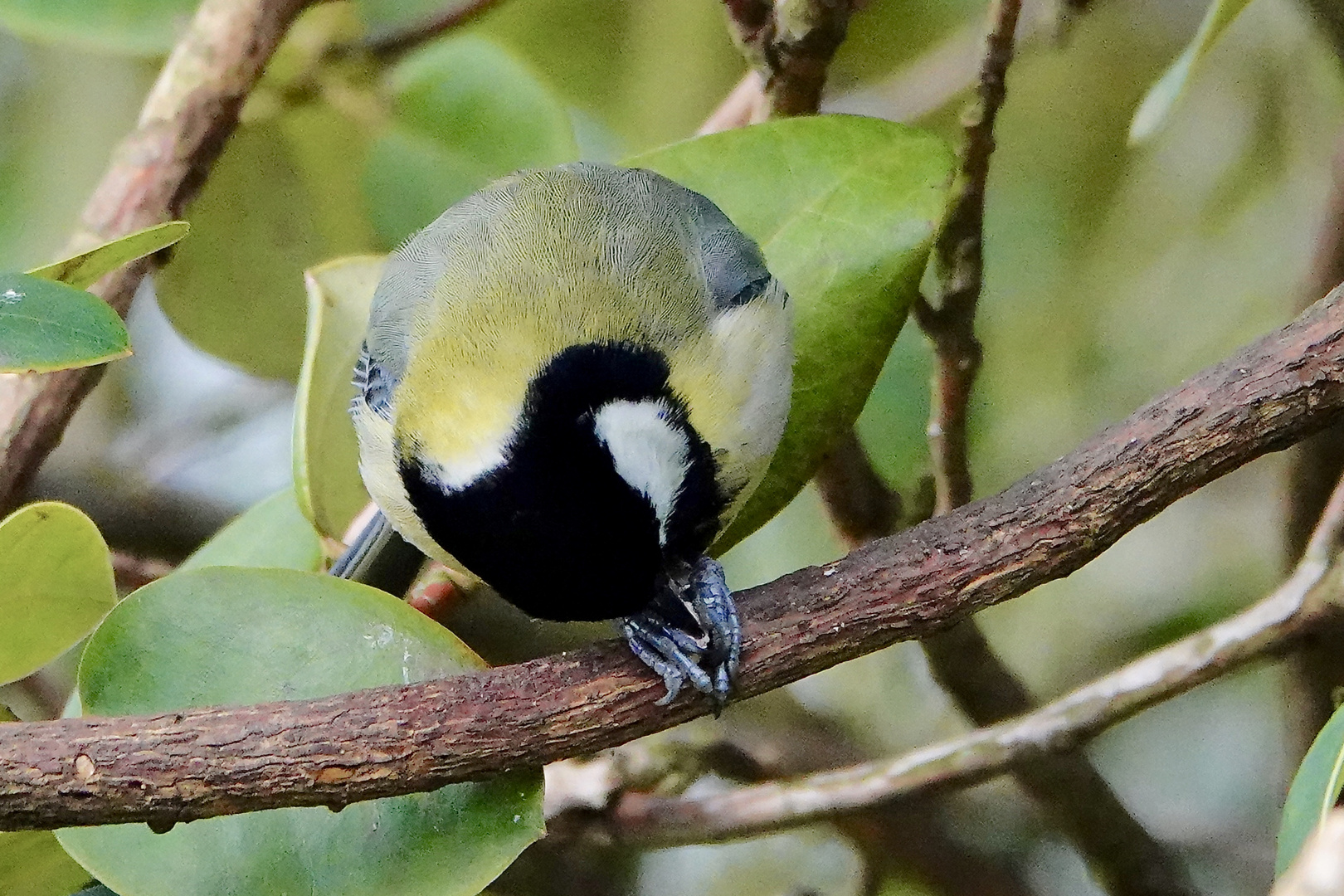 MEISE Foto & Bild | tiere, wildlife, wild lebende vögel Bilder auf ...