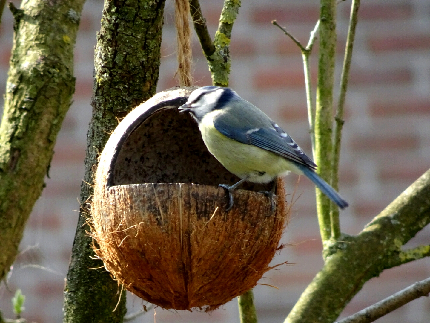 Meise Foto & Bild | landschaft, garten- & parklandschaften, vögel ...