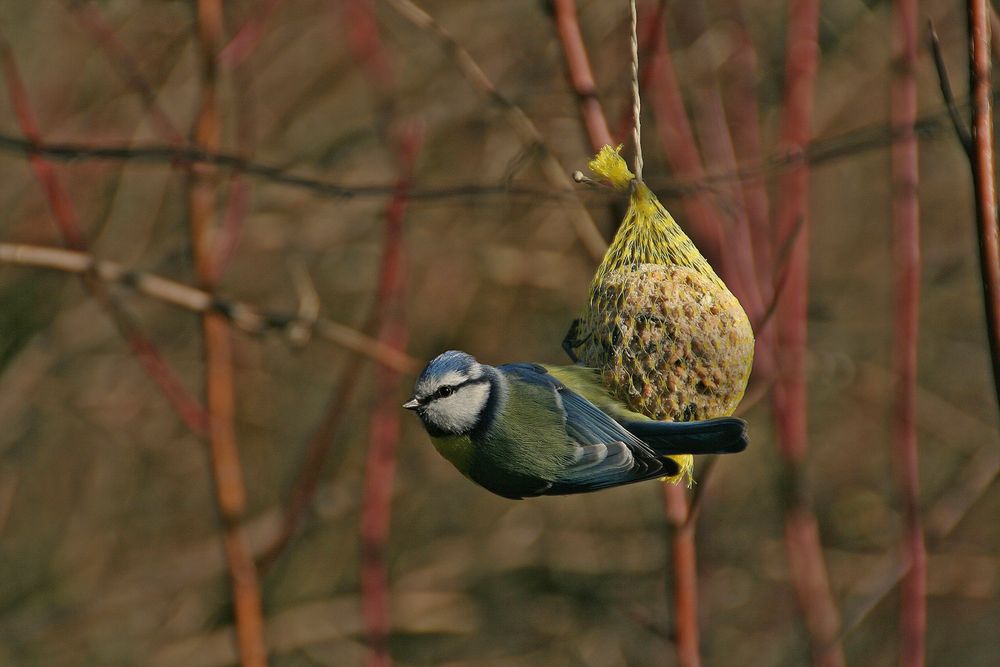 Meise Foto & Bild | natur Bilder auf fotocommunity