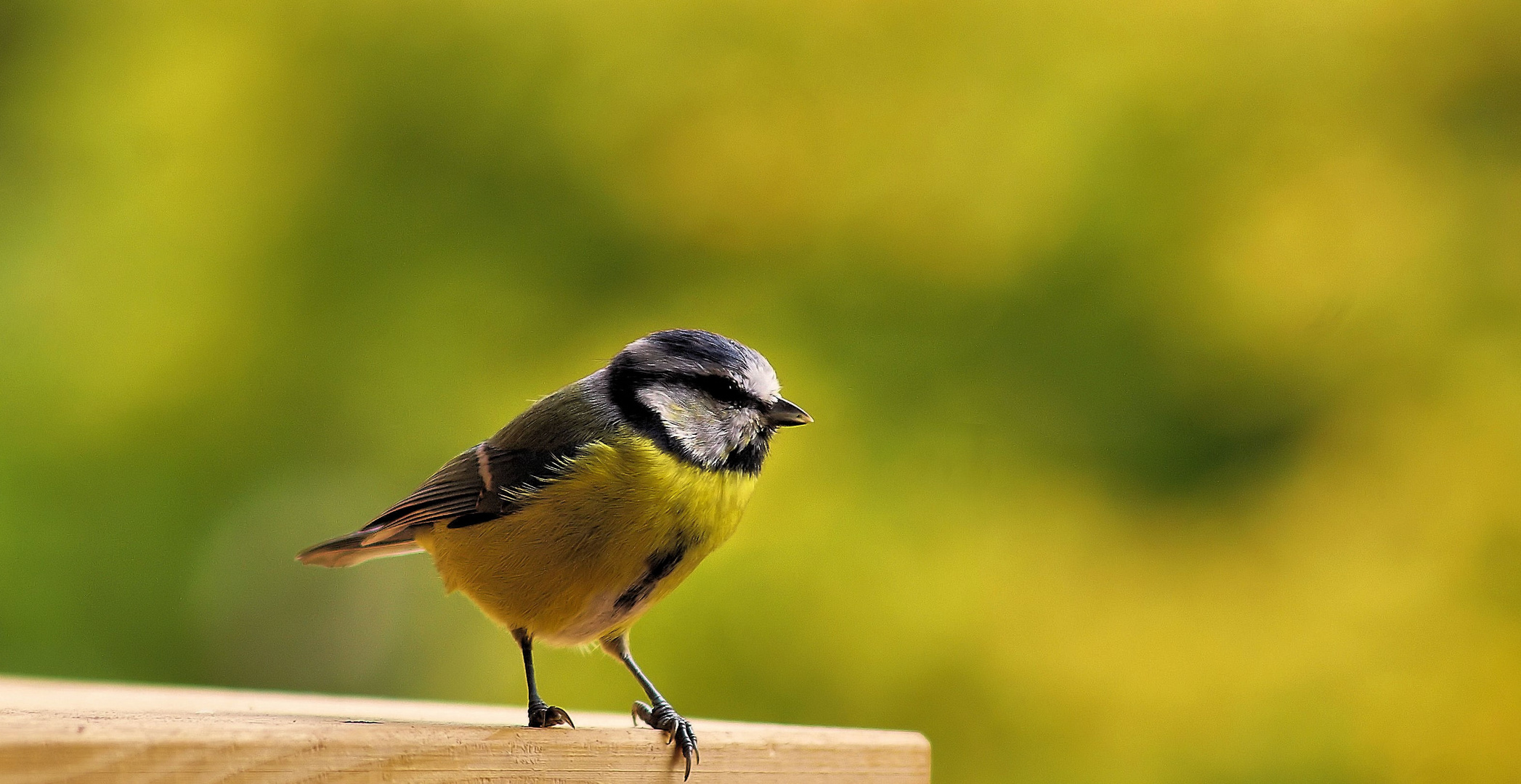 Meise Foto & Bild | tiere, wildlife, wild lebende vögel Bilder auf ...