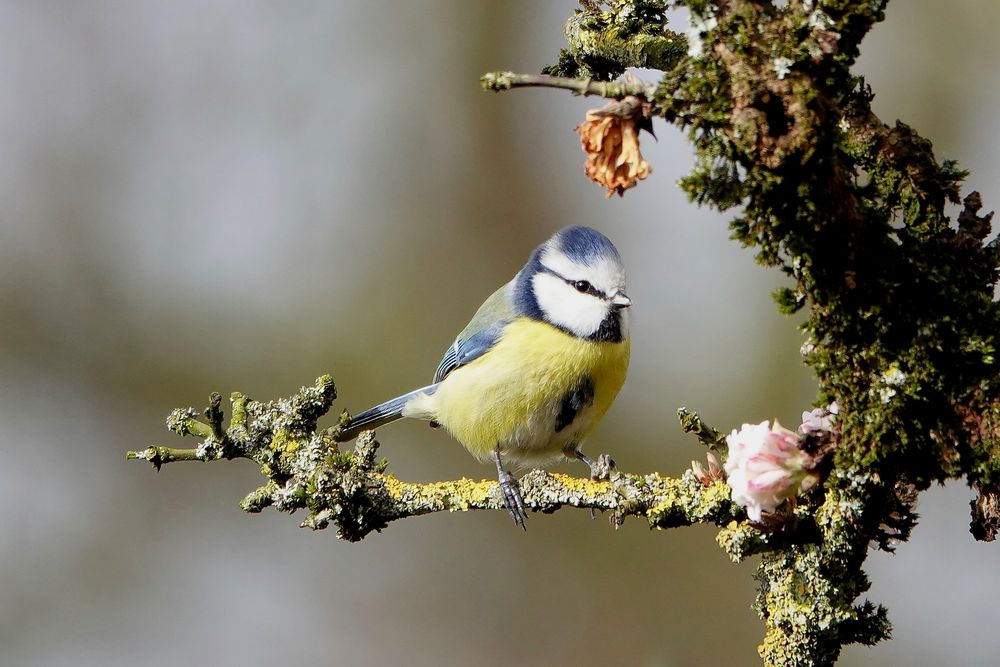 MEISE Foto & Bild | tiere, wildlife, wild lebende vögel Bilder auf ...