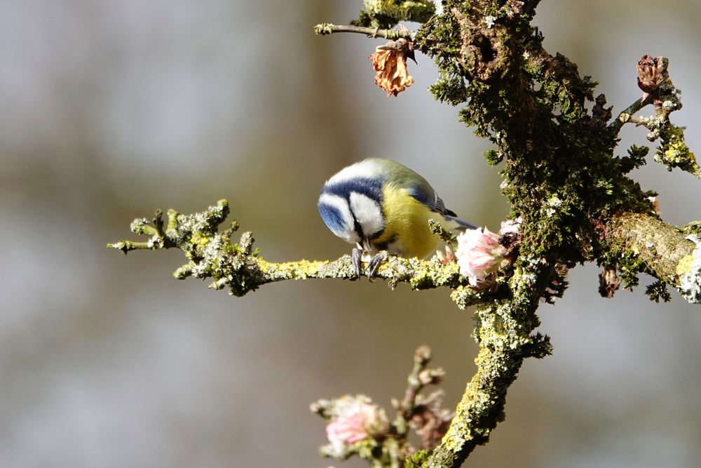 MEISE Foto & Bild | tiere, wildlife, wild lebende vögel Bilder auf ...