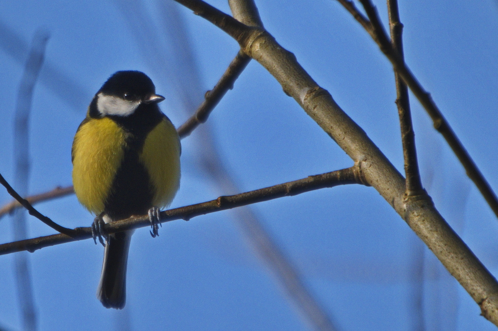 Meise Foto & Bild | tiere, wildlife, wild lebende vögel Bilder auf ...