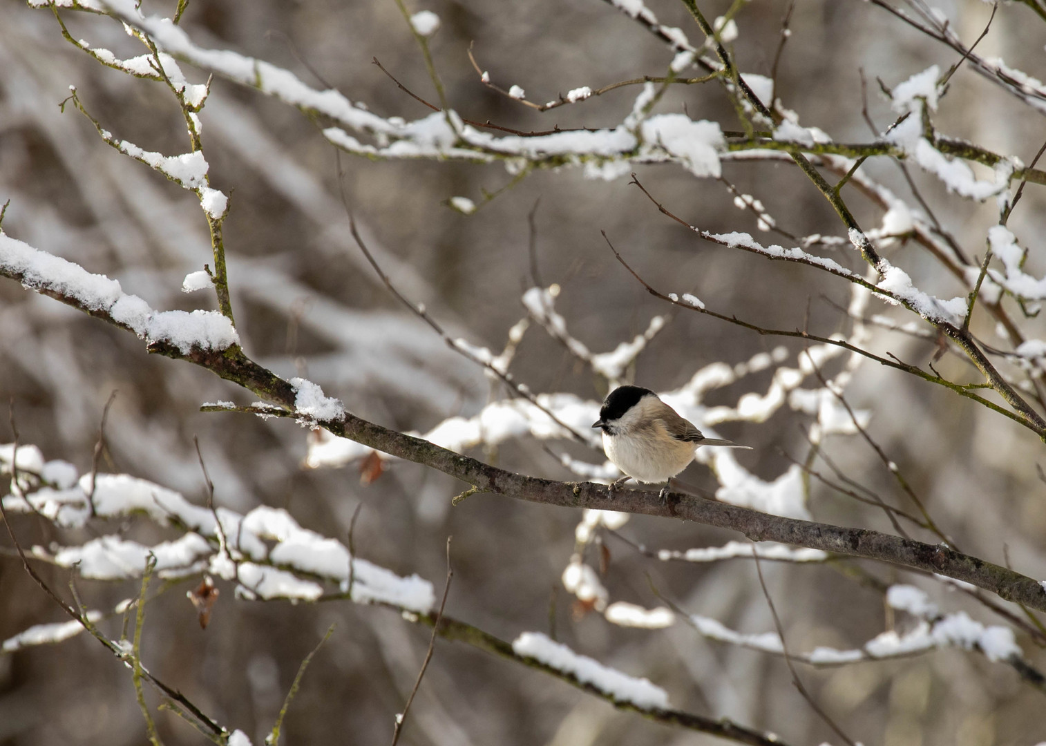 Meise Foto & Bild | natur, tiere, vögel Bilder auf fotocommunity