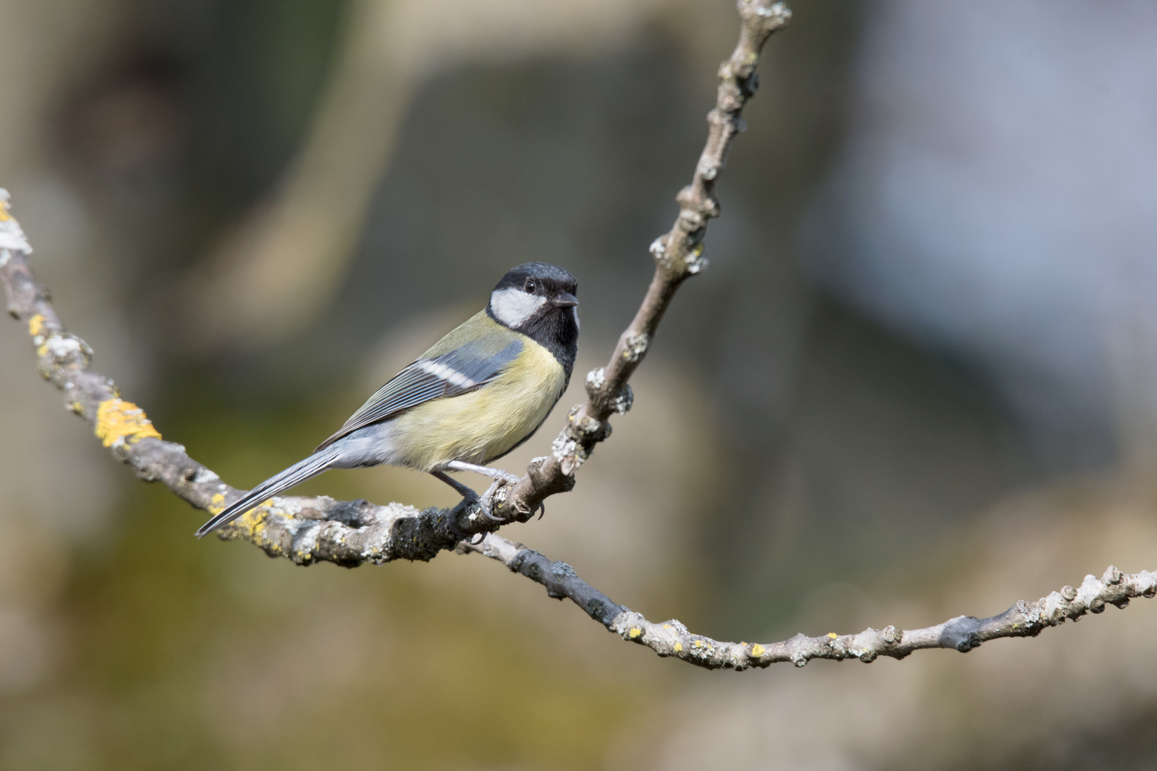 Meise 4 Foto & Bild | wild lebende vögel, fotos, natur Bilder auf ...