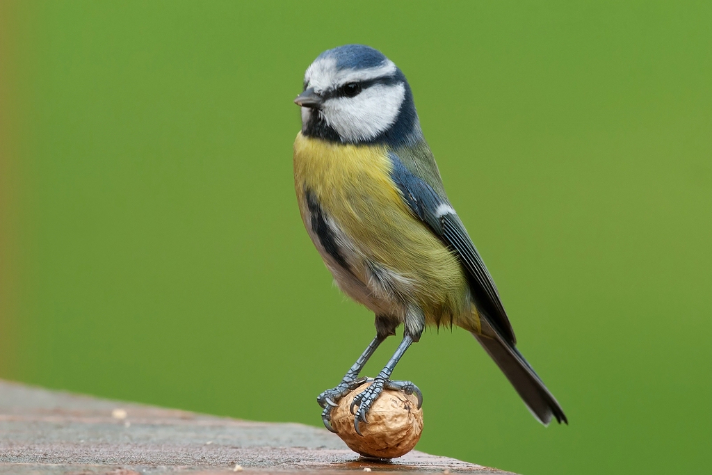 Meise Foto & Bild | tiere, wildlife, wildlife luder-futterplätze Bilder ...