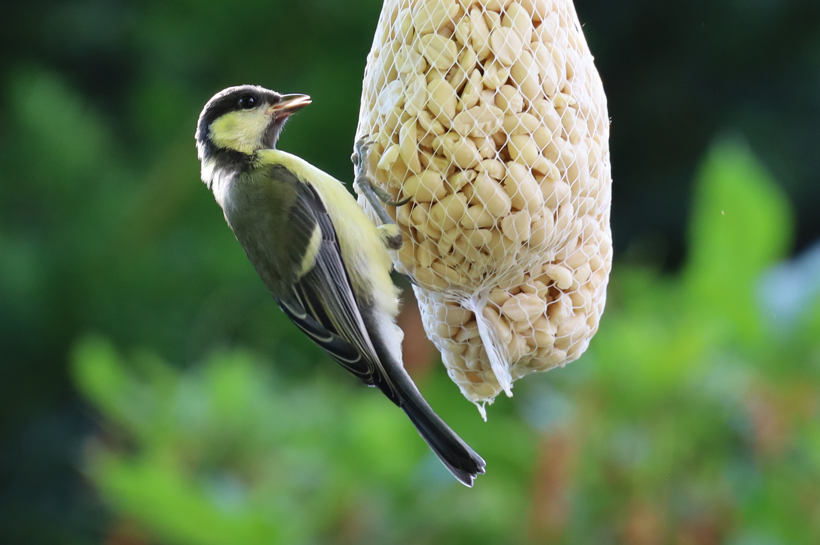 Meise Foto & Bild | reportage dokumentation, tiere, wildlife Bilder auf ...