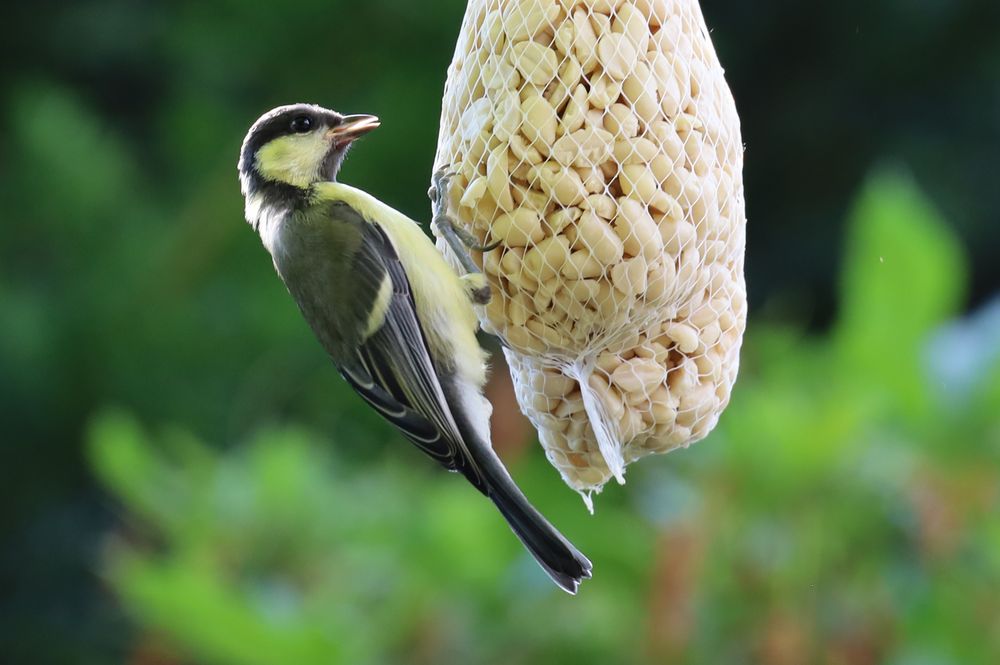 Meise Foto & Bild | reportage dokumentation, tiere, wildlife Bilder auf ...