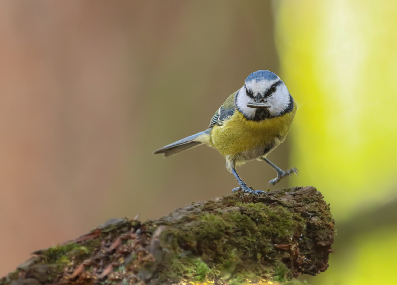 Meise Foto & Bild | tiere, wildlife, wild lebende vögel Bilder auf ...