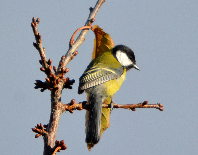 meise Foto & Bild | vögel, natur, tiere Bilder auf fotocommunity