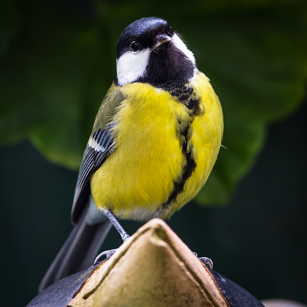 Meise Foto & Bild | tiere, natur Bilder auf fotocommunity