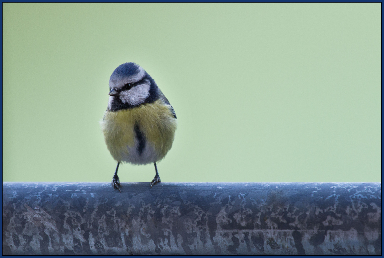 Meise? Foto & Bild | tiere, wildlife, wild lebende vögel Bilder auf ...