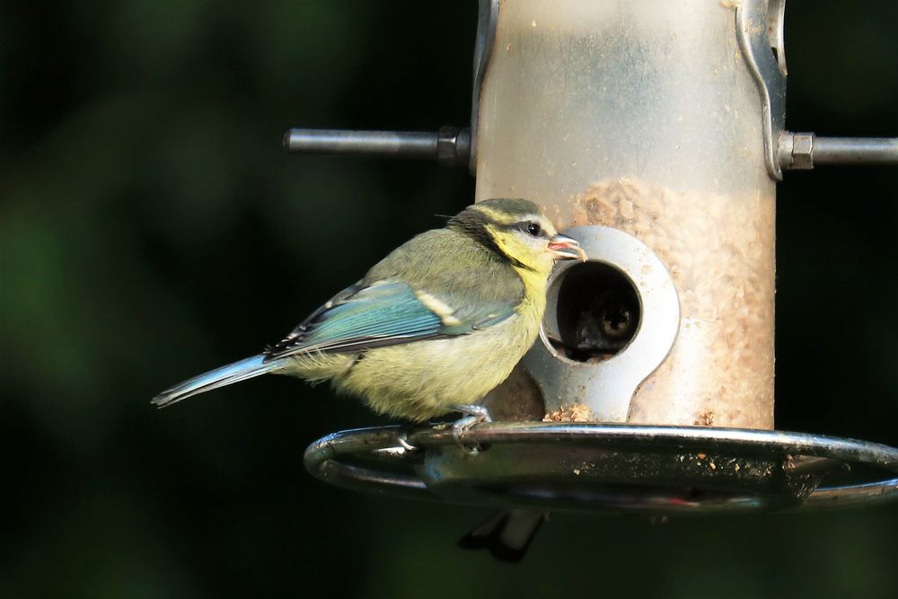 Meise Foto & Bild | tiere, wildlife, wild lebende vögel Bilder auf ...