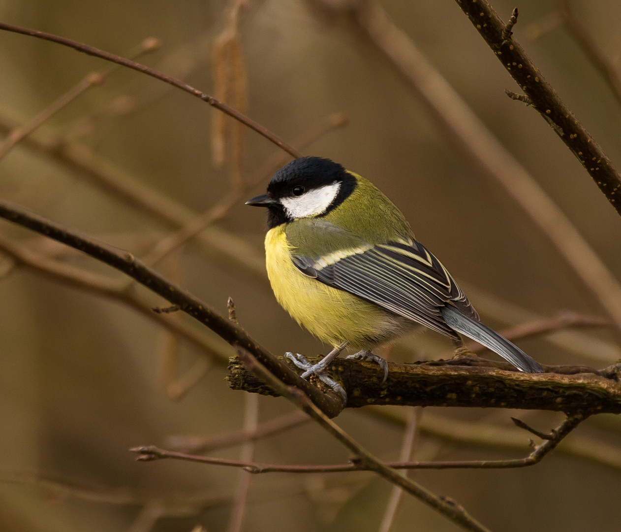 Meise Foto & Bild | tiere, wildlife, wild lebende vögel Bilder auf ...