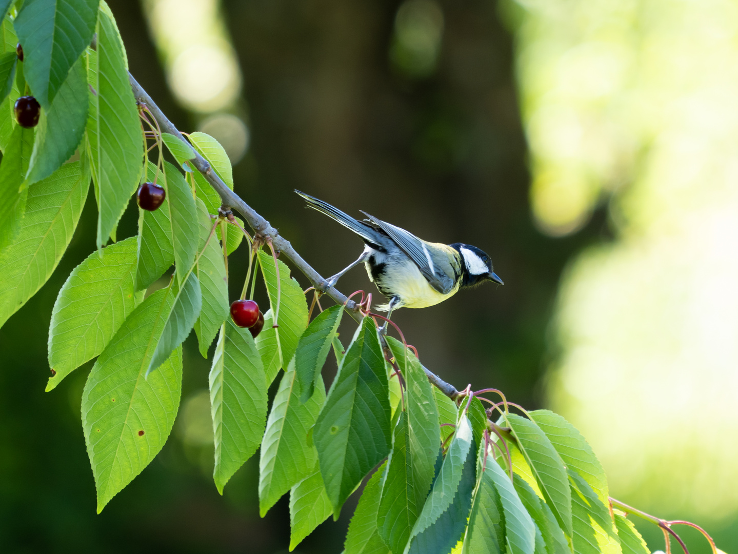 Meise Foto & Bild | tiere, wildlife, wild lebende vögel Bilder auf ...