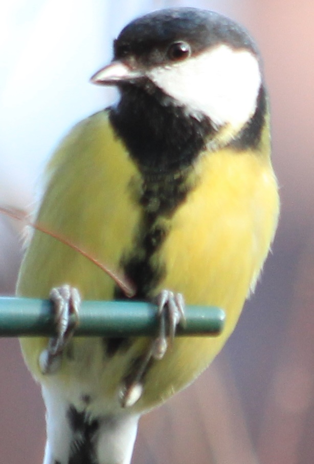 Meise Foto & Bild | natur, tiere, wildlife Bilder auf fotocommunity