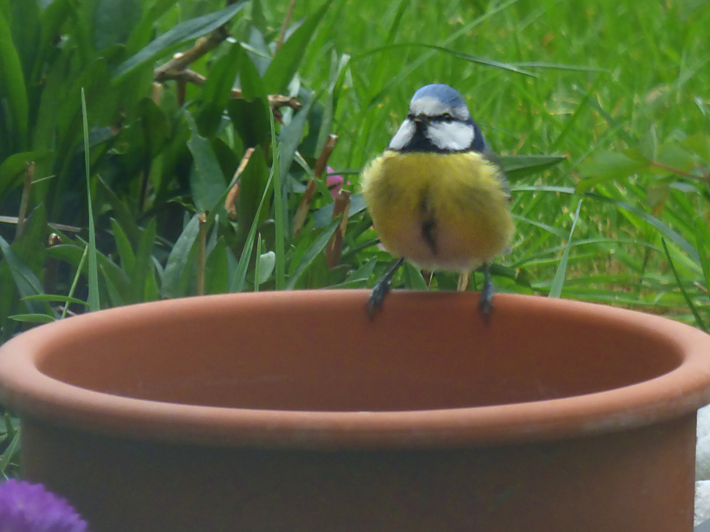 Meise Foto & Bild | natur, tiere, vögel Bilder auf fotocommunity