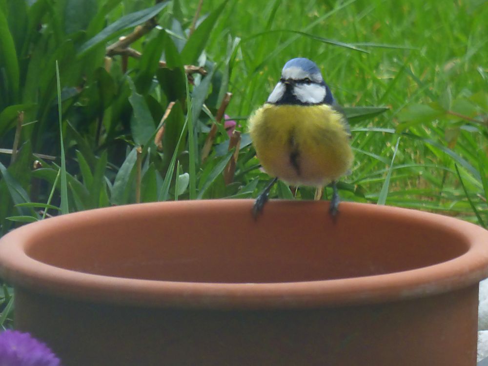 Meise Foto & Bild | natur, tiere, vögel Bilder auf fotocommunity