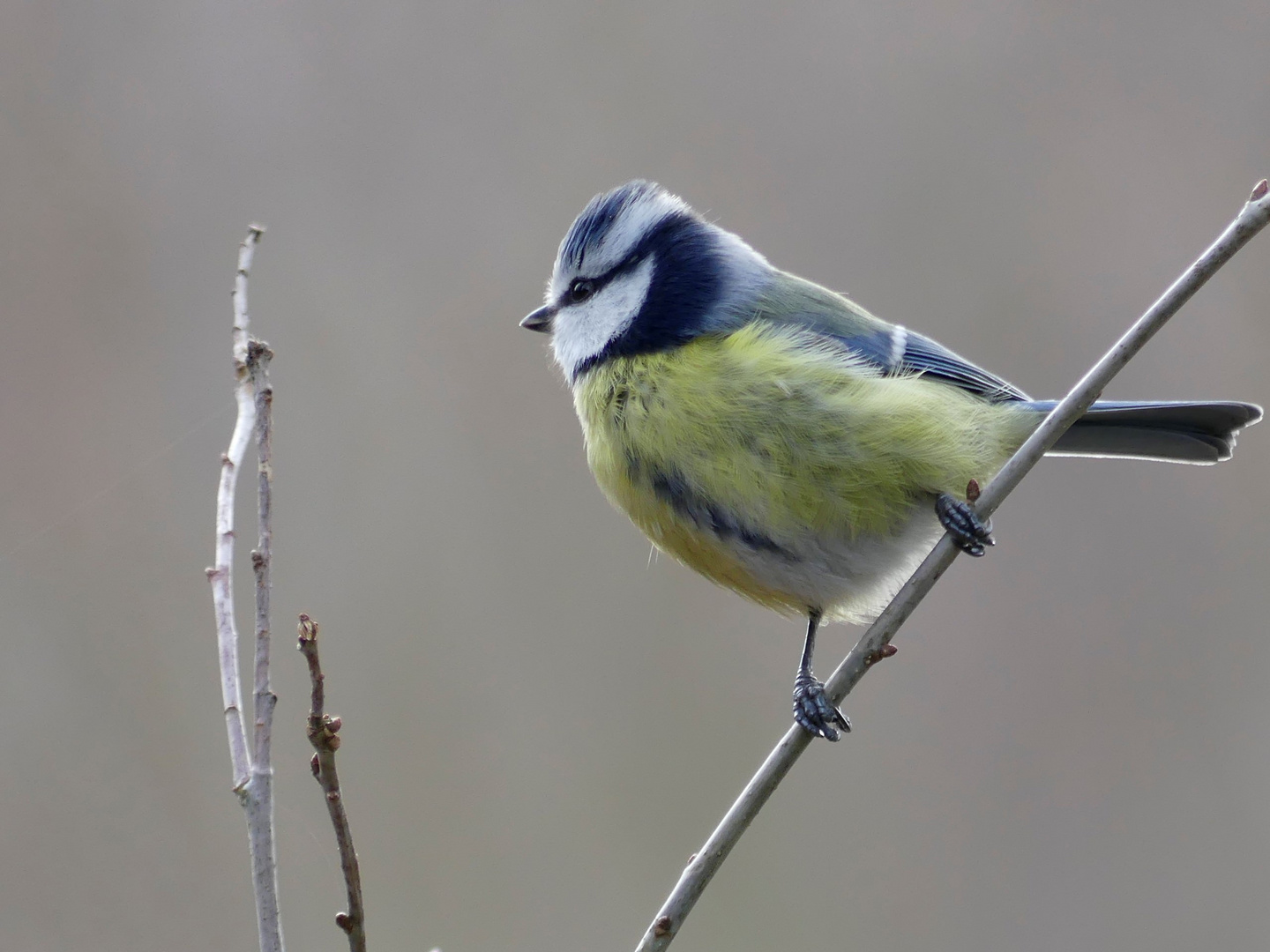 Meise Foto & Bild | natur Bilder auf fotocommunity