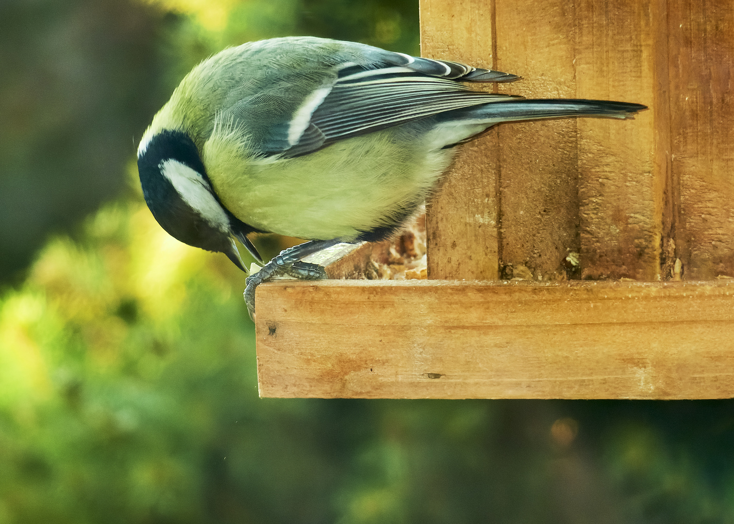 Meise-am-Futterhaus Foto & Bild | outdoor, blau, winter Bilder auf ...