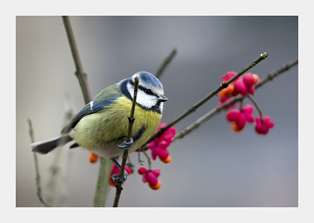 Meise... Foto & Bild | tiere, wildlife, wild lebende vögel Bilder auf ...