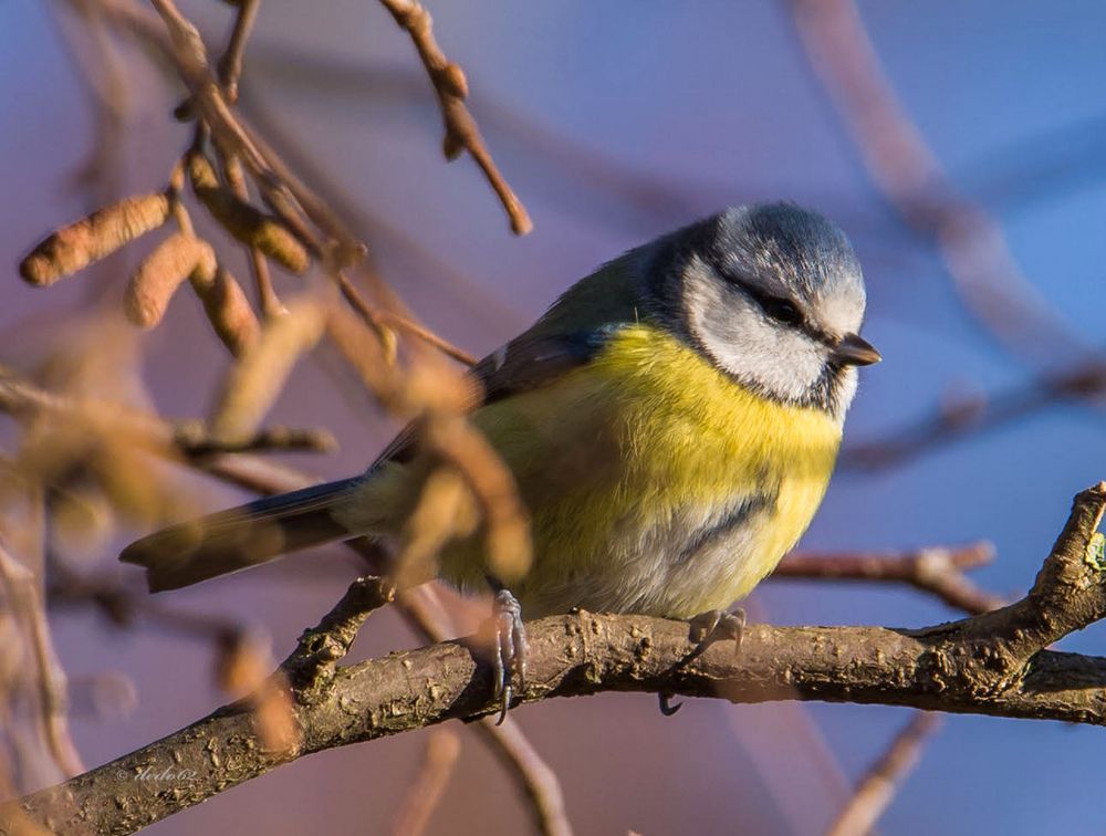 Meise beim Sonnenbad Foto & Bild | natur, tiere, wildlife Bilder auf ...