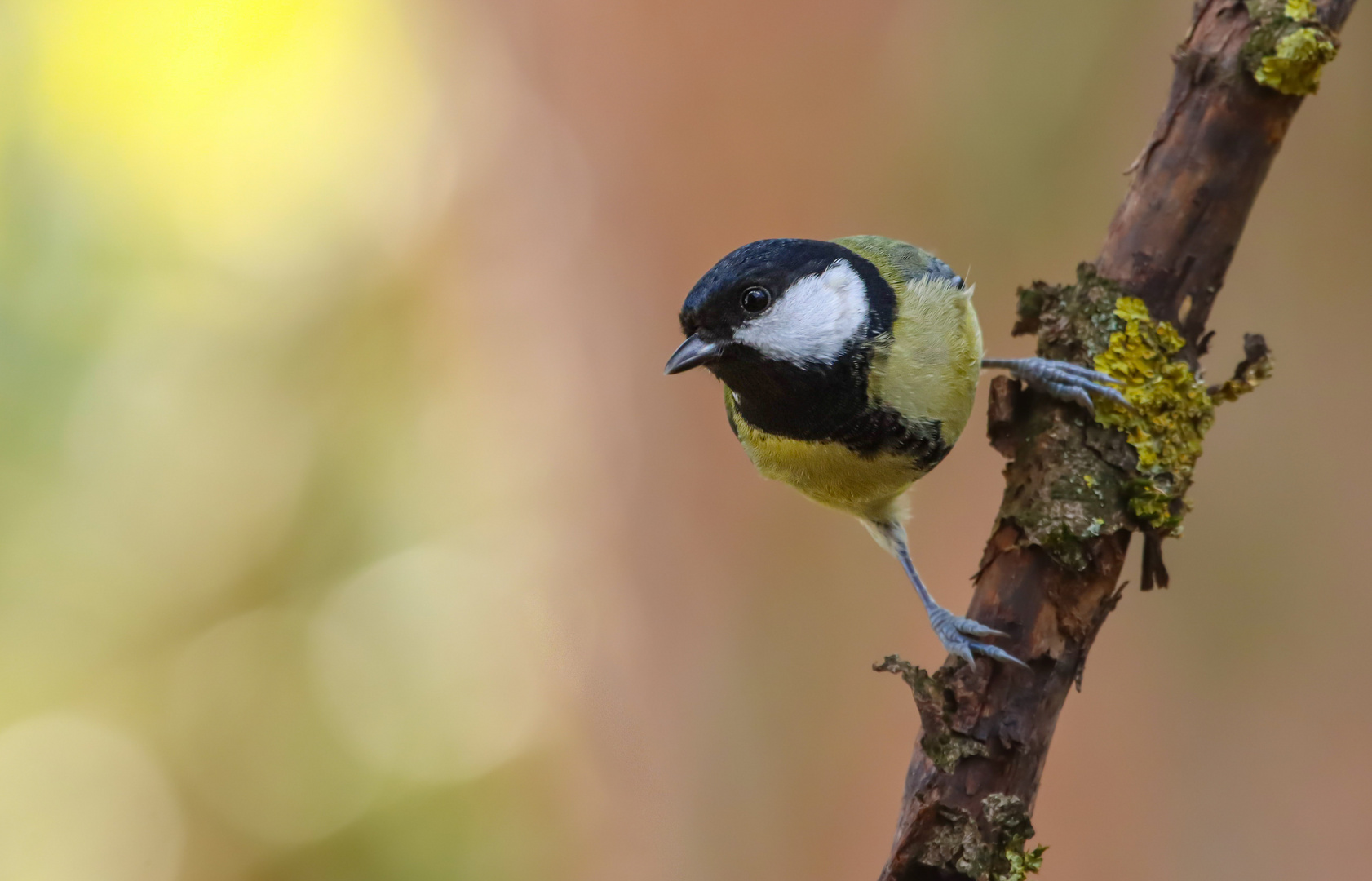 Meise Foto & Bild | tiere, wildlife, wild lebende vögel Bilder auf ...