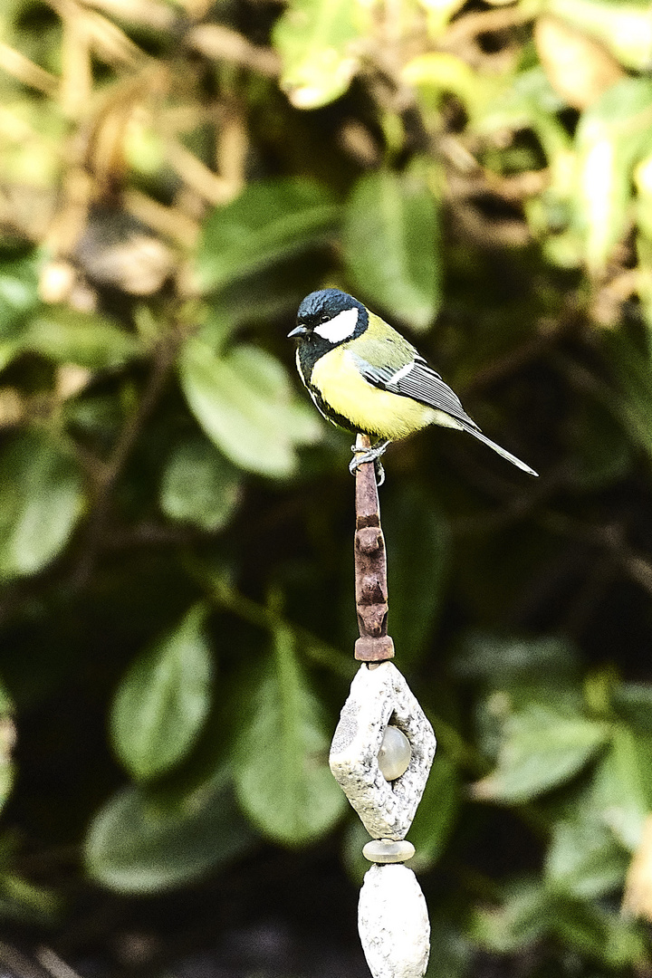 Meise Foto & Bild | monatswettbewerbe natur, 01 - kohlmeisen im winter ...